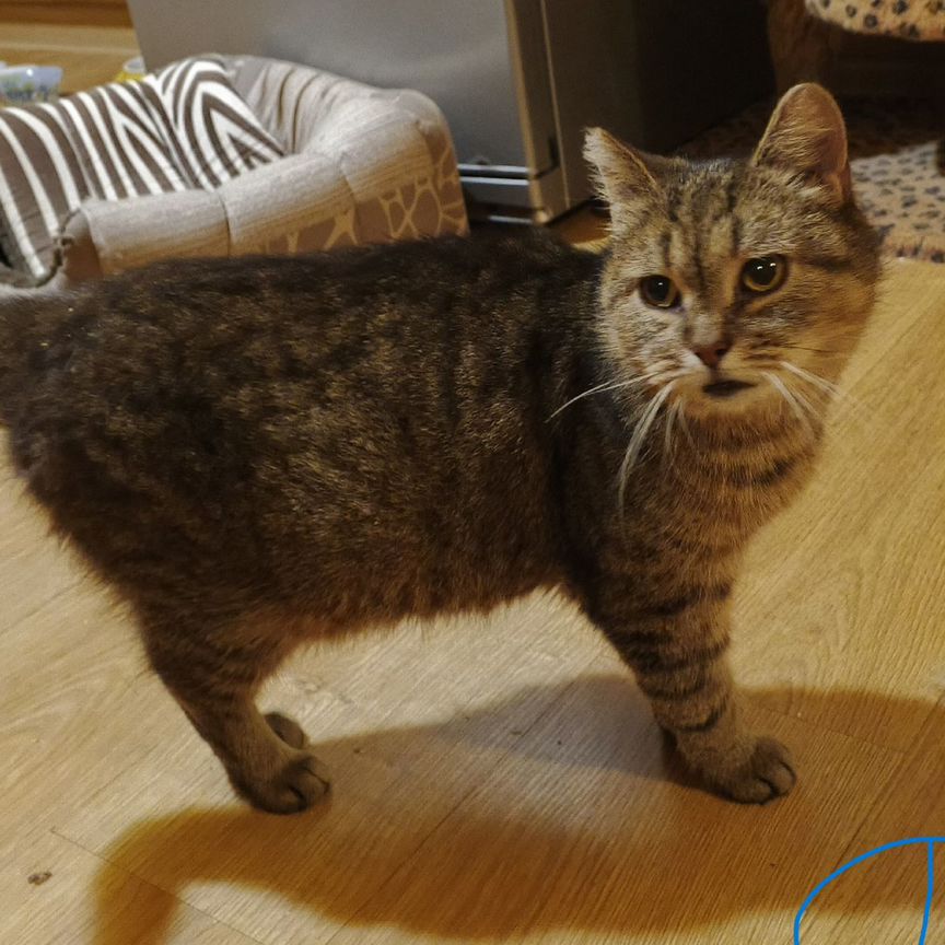 Взрослая, Девочка кошка в добрые руки