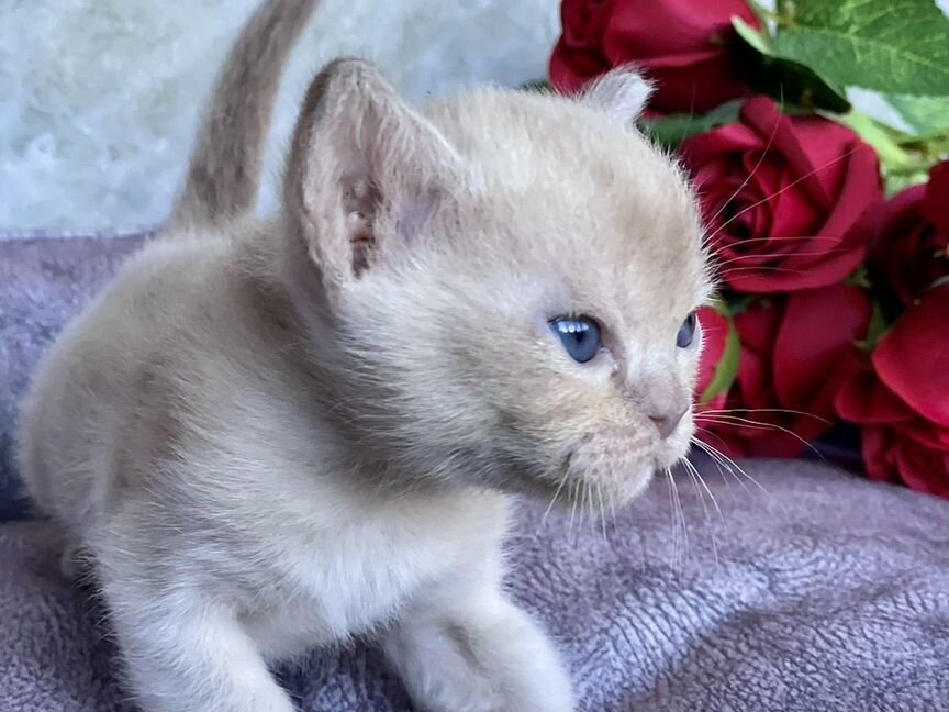 Бурманский лиловый мальчик