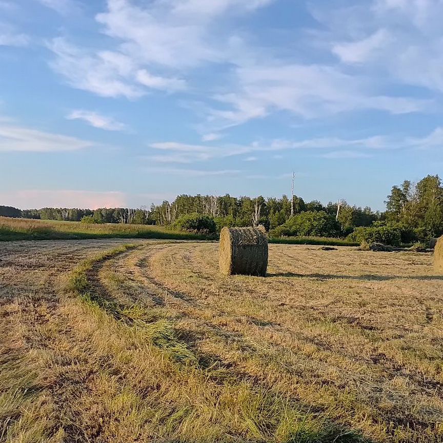 Продам сено в рулонах
