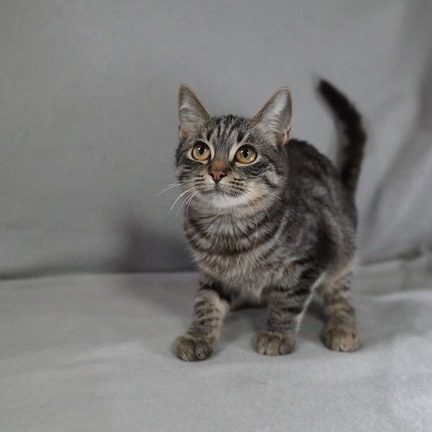 Котенок Сальма бесплатно