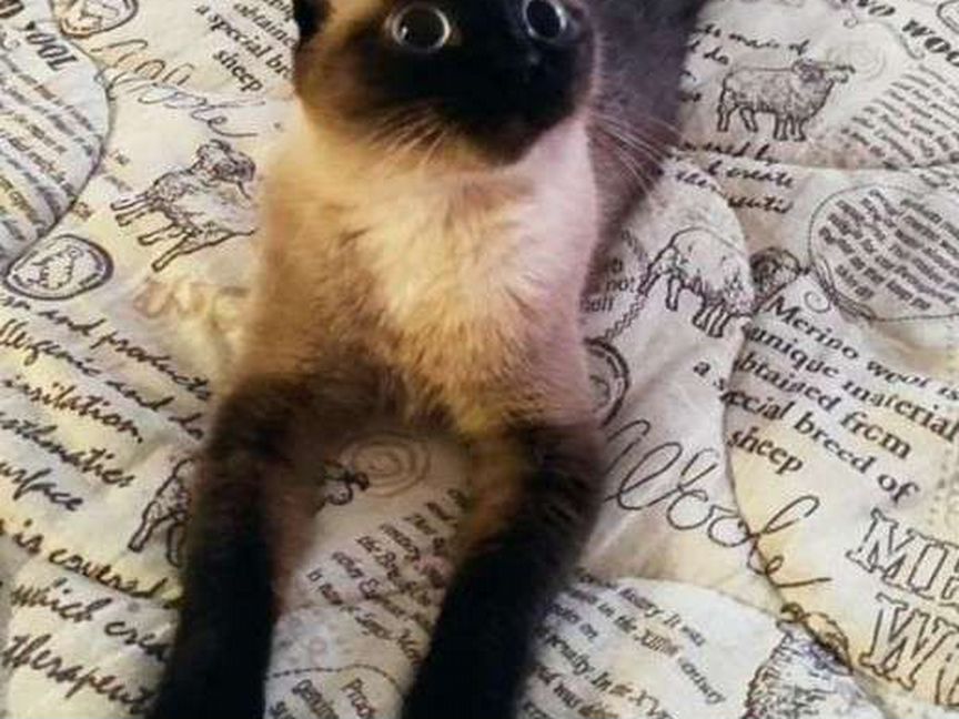 Тайская кошечка ищет кота для вязки