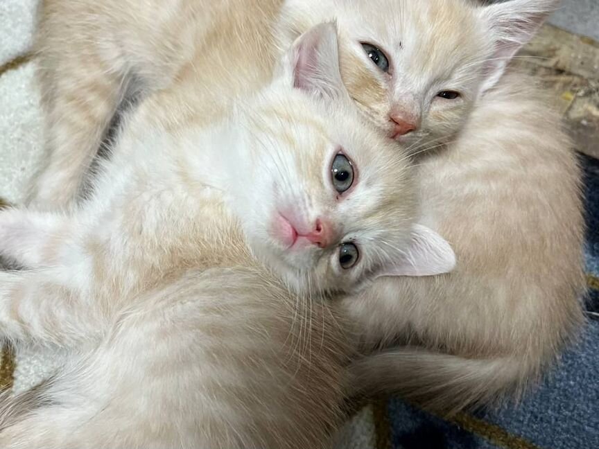 Котята в добрые руки мальчики