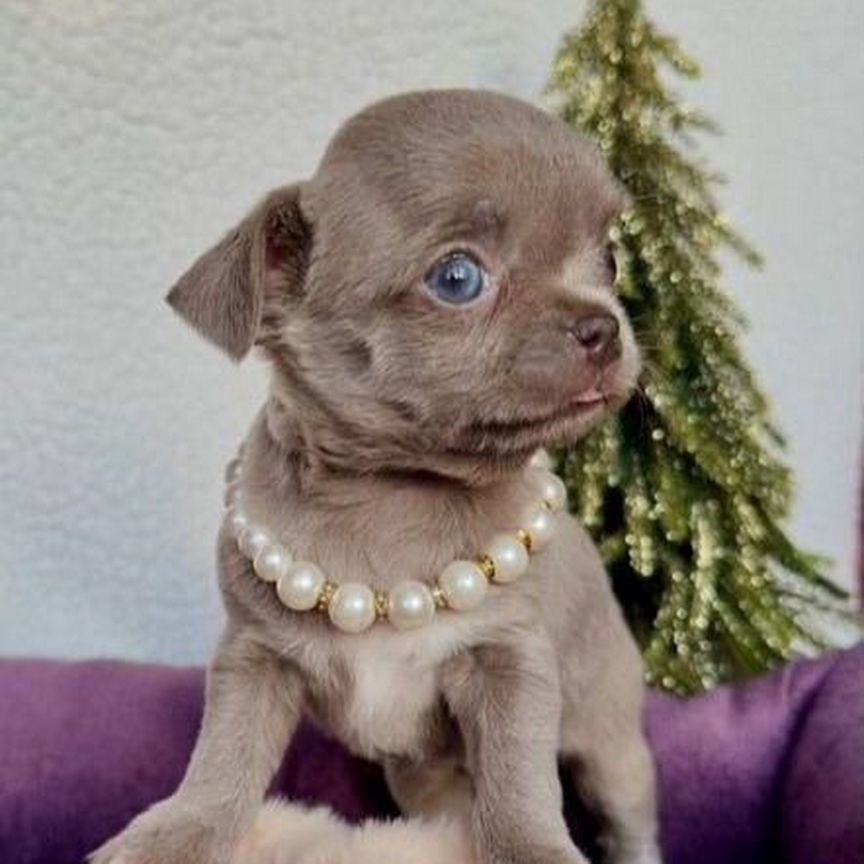 Чихуахуа, щенок