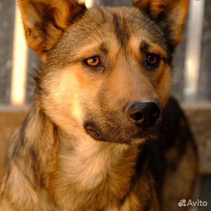 Ян ищет дом