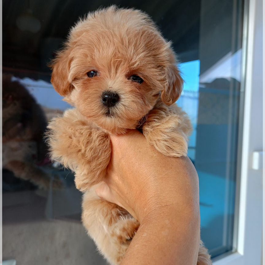 Той-пудель, щенок