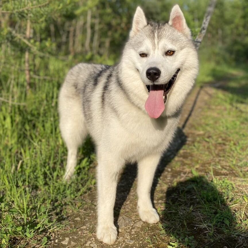 Сибирский хаски