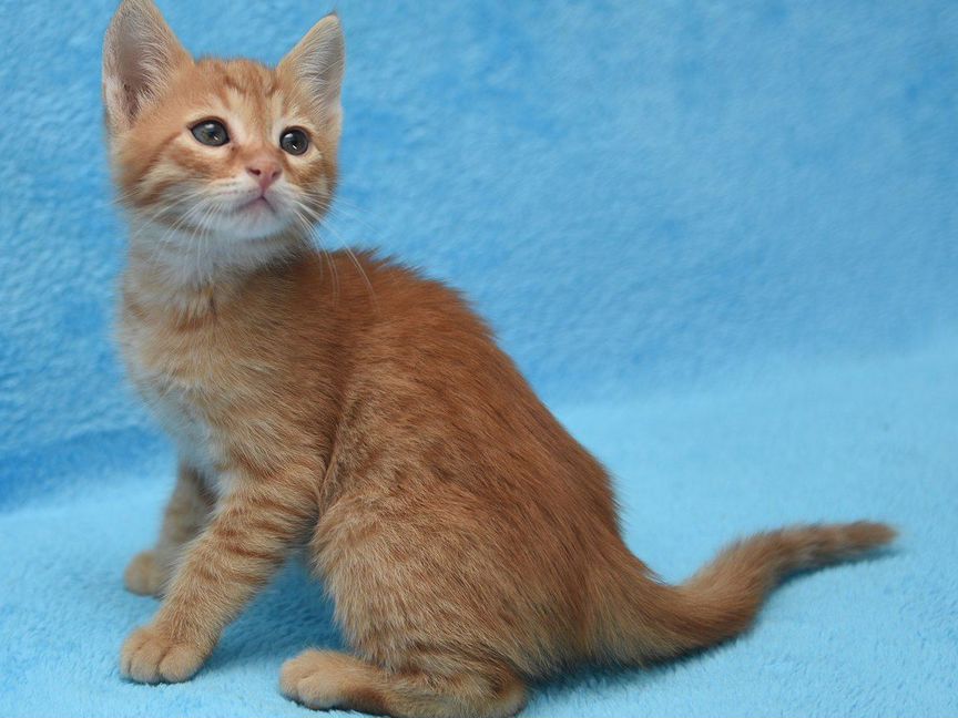 Рыжик Коржик. котенок 3 месяца