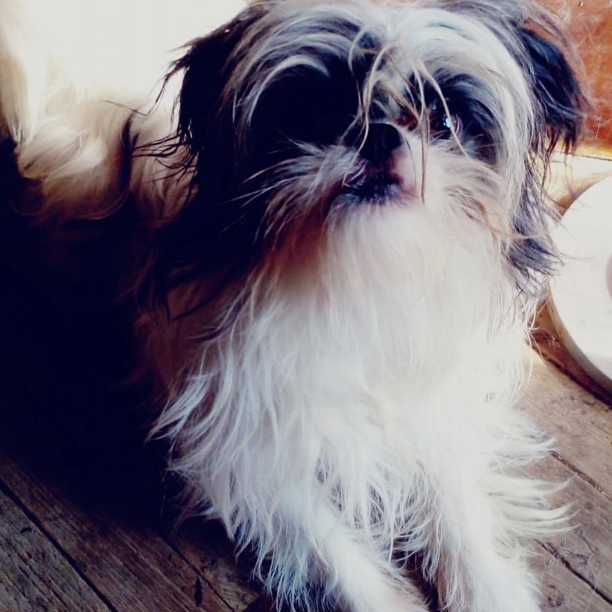 Супер микс+Хин+шитцу мальчик