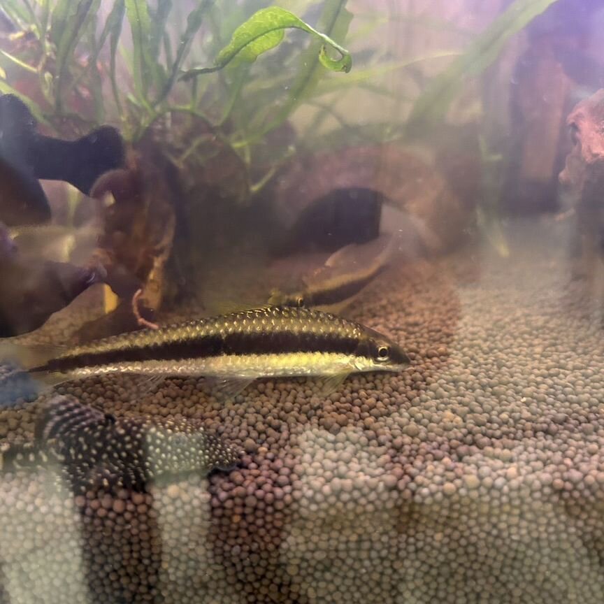 Сиамский водорослеед