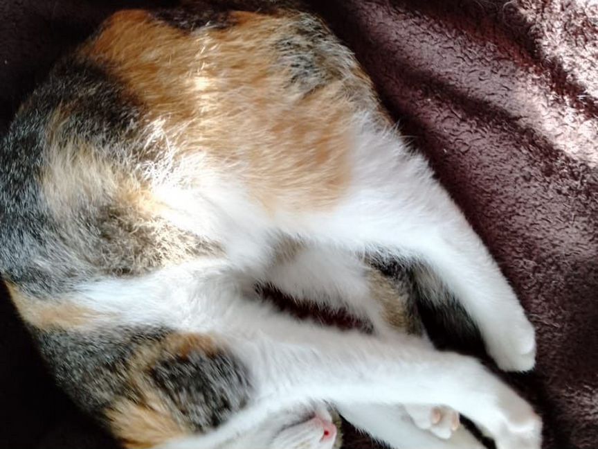 Котеное бесплатно