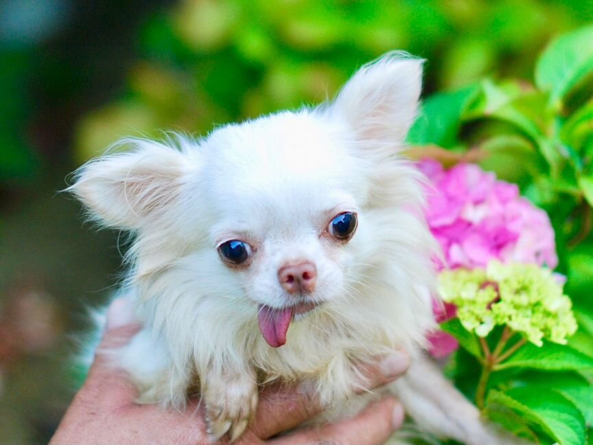 Мелания - маленькая умная собачка Мелания в дар