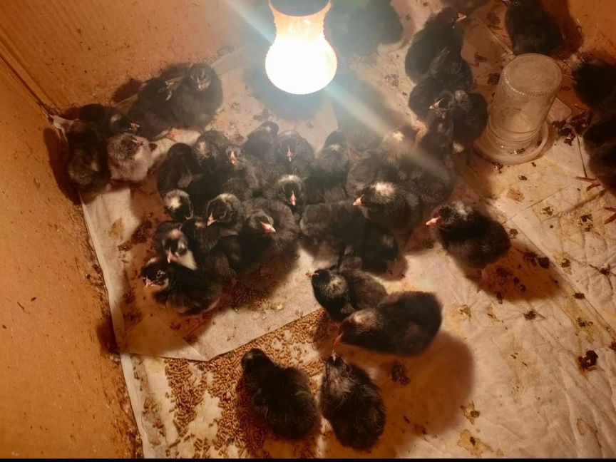 Цыплята суточные