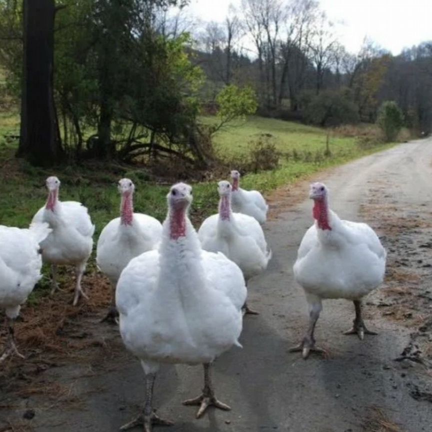 Индюки на мясо. Мясо индюшки