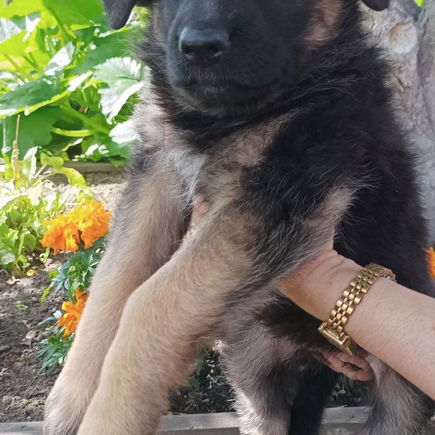 Немецкая овчарка щенки