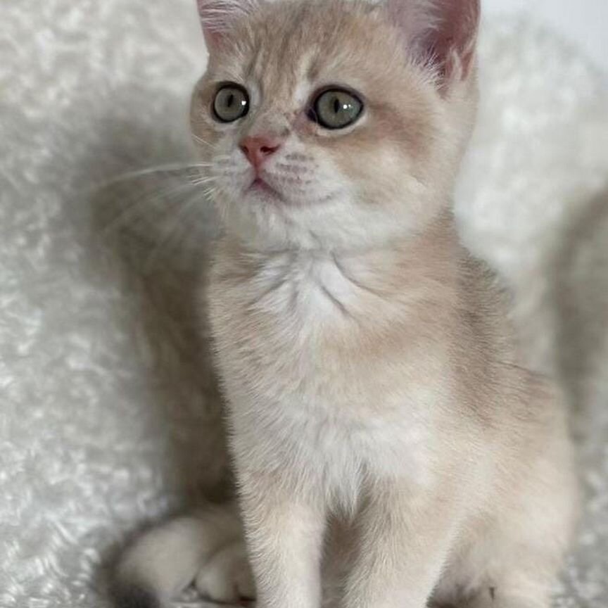 Британские котята