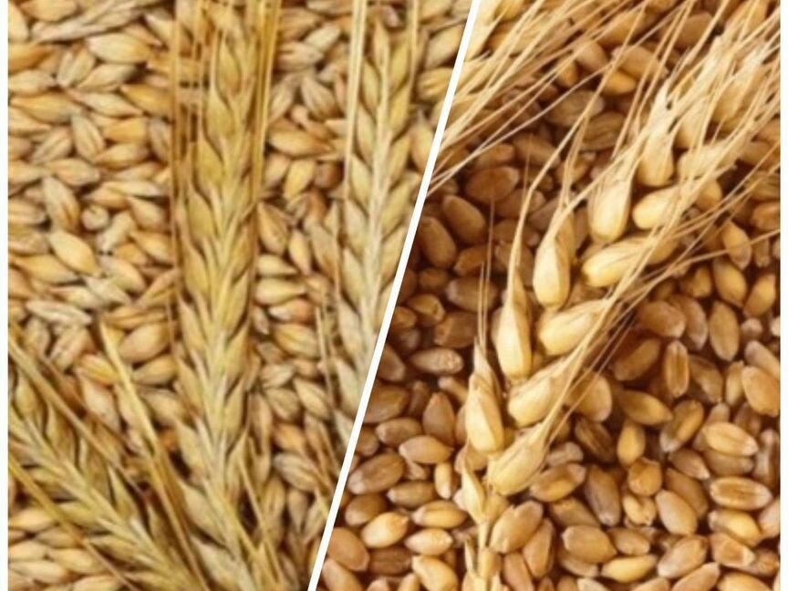 Зерно пшеница ячмень