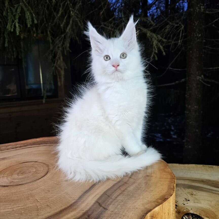 Котенок шадед красный