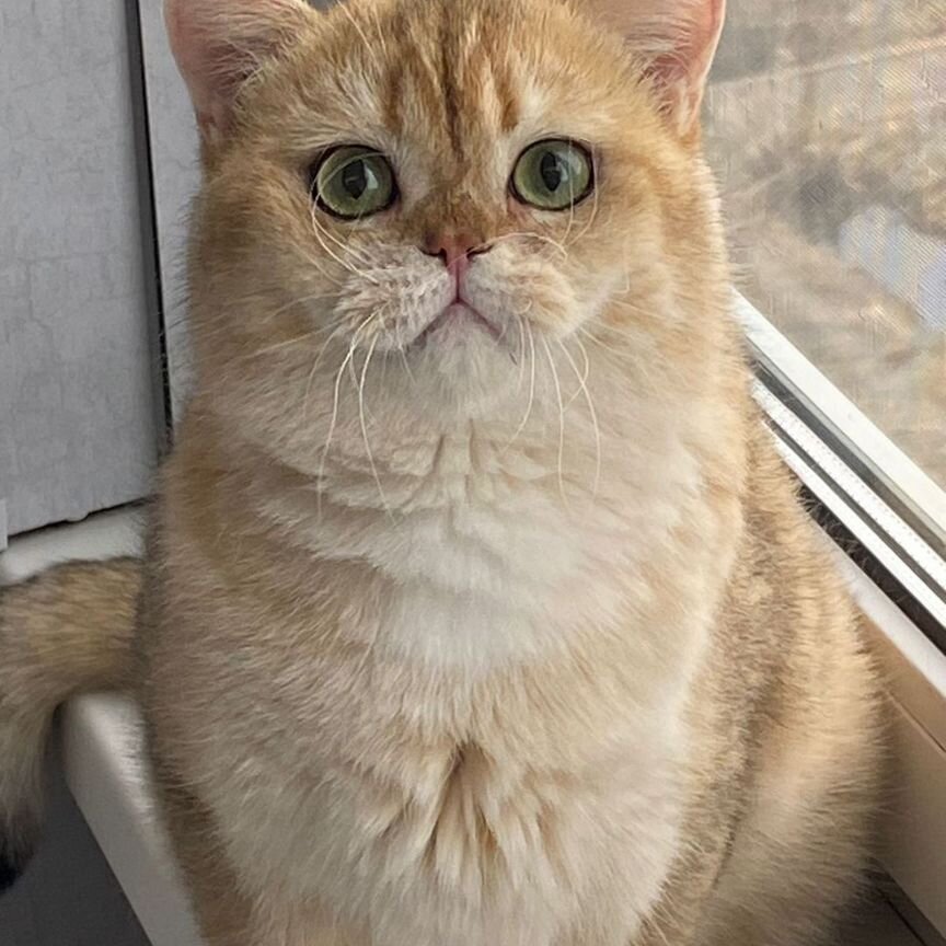 Британский кот