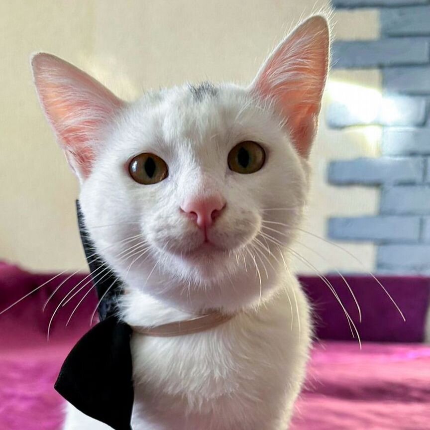 Котенок Алешка, 5 месяцев в добрые руки
