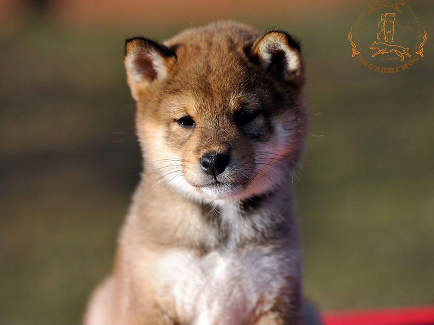 Малыш сиба окрас сезам