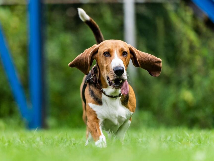 Не бигль, а самая красивая собака в мире