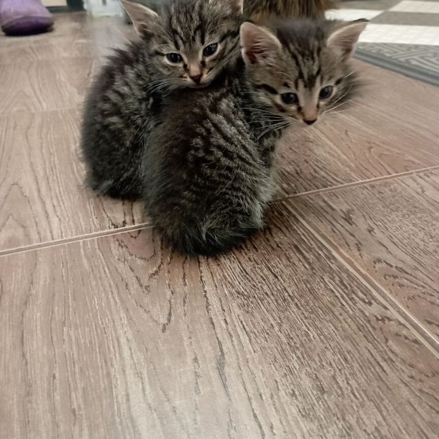 Два брата окрабата