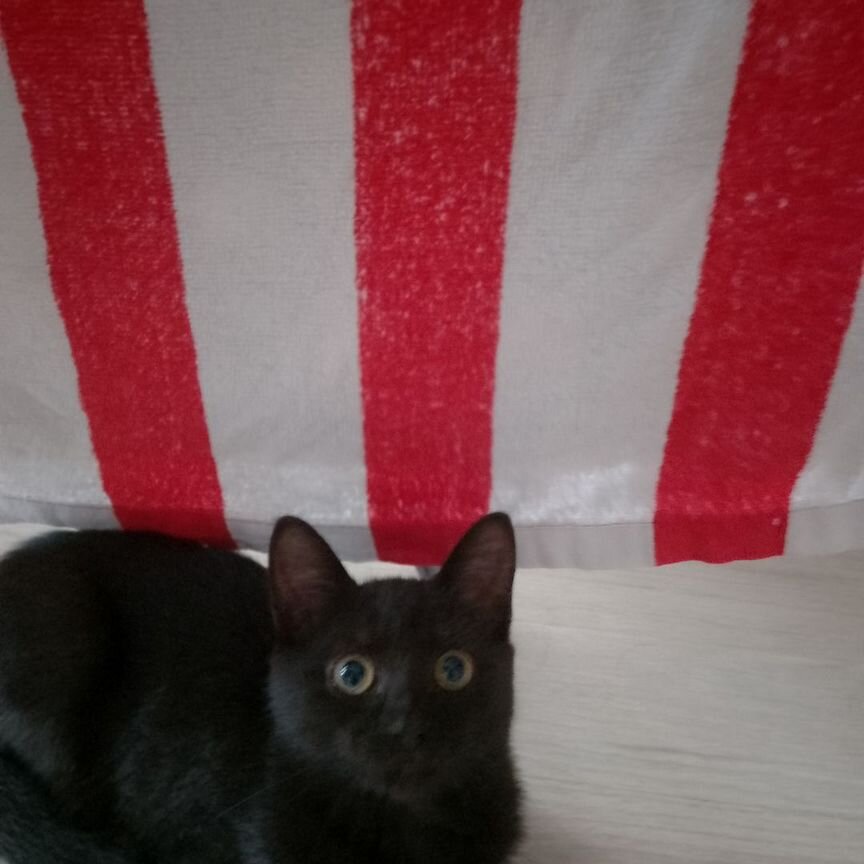 Чудо котёнок, подкидыш