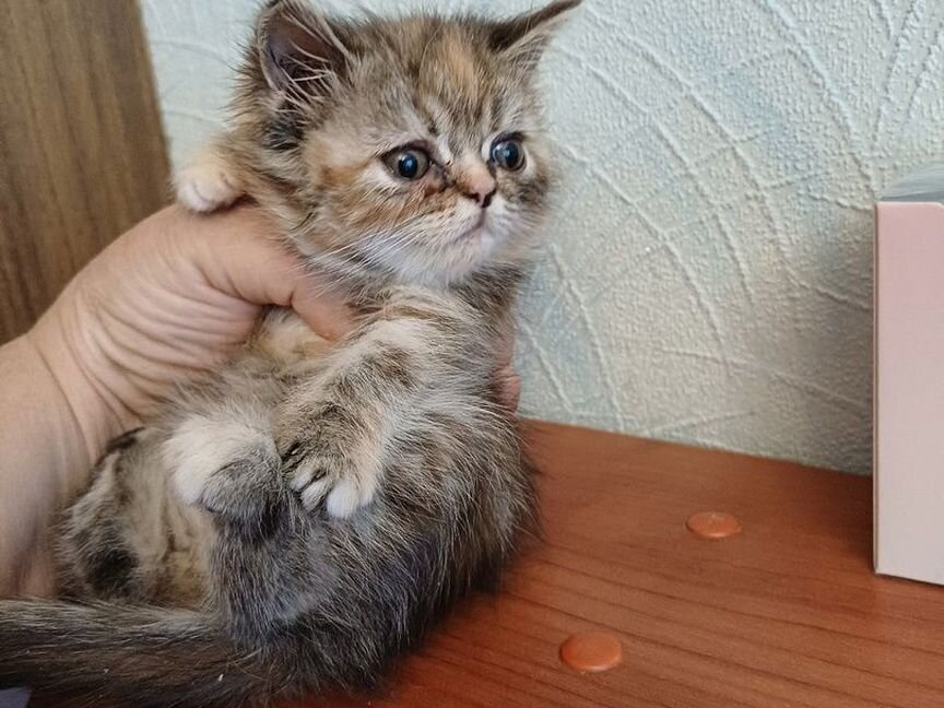 Необыкновенно ласковое чудо принесет В дом счастье