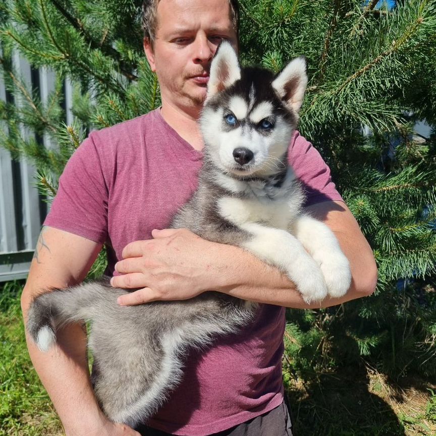 Сибирский хаски, щенок
