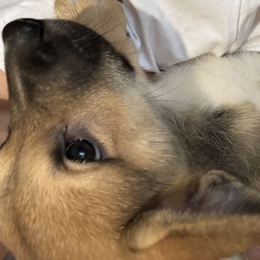 Американский питбультерьер, щенок