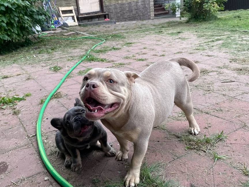 Девочка-подросток микро-булли ищет свою семью