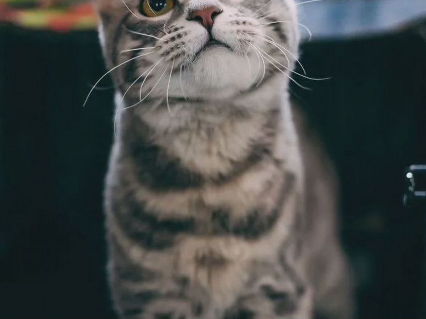 Котик в Добрые руки 8-9мес