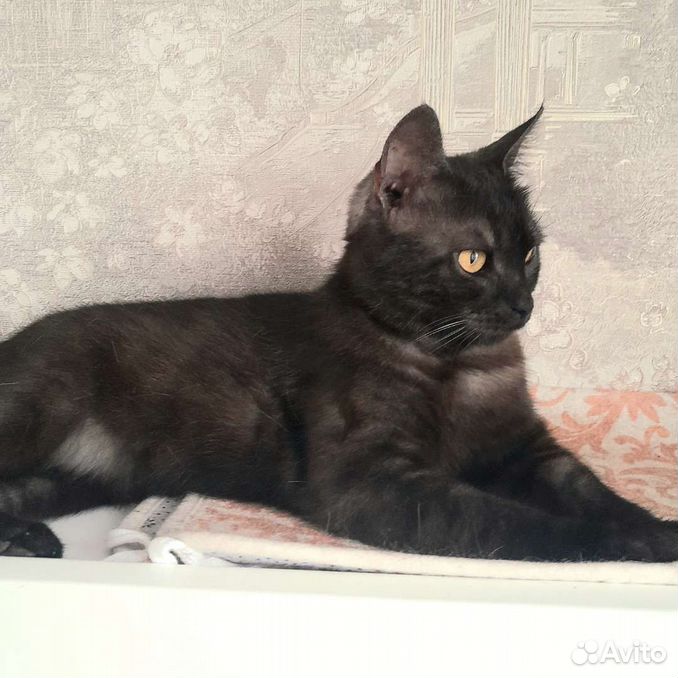 Красивая молодая кошка. Стерильна