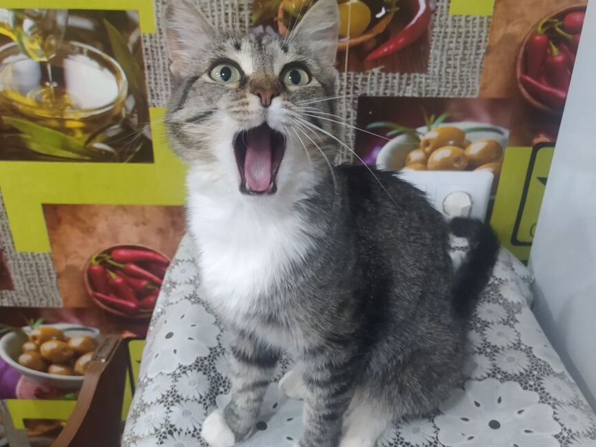 Маруся ищет добрый дом