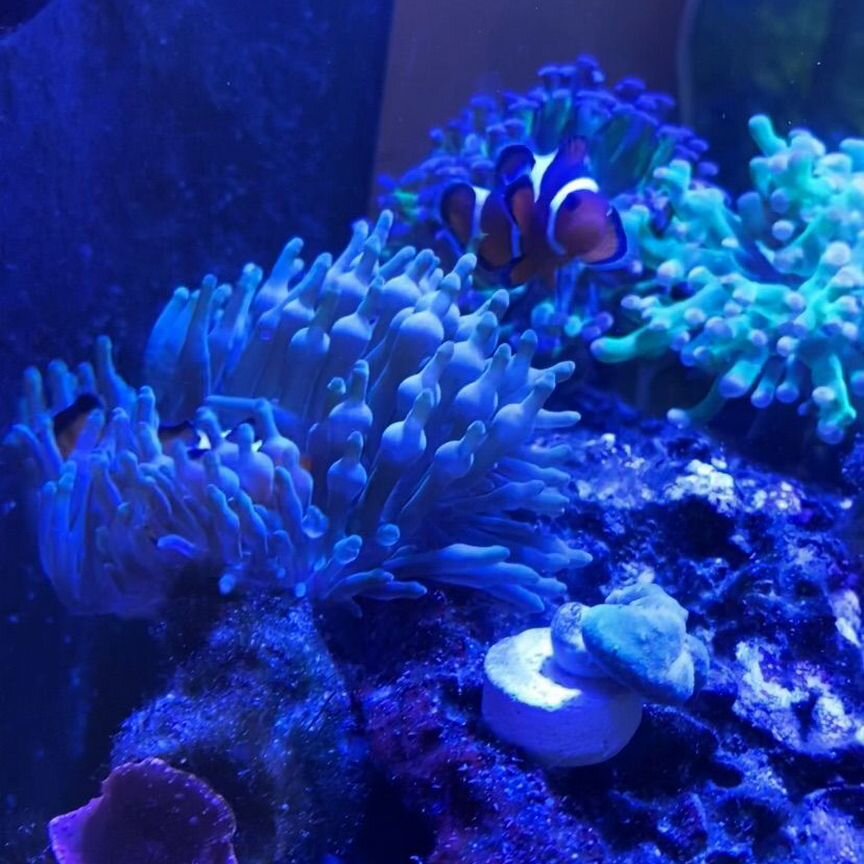 Актиния в морской аквариум