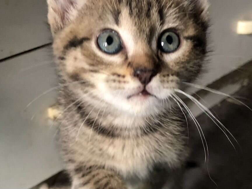 Котенок
