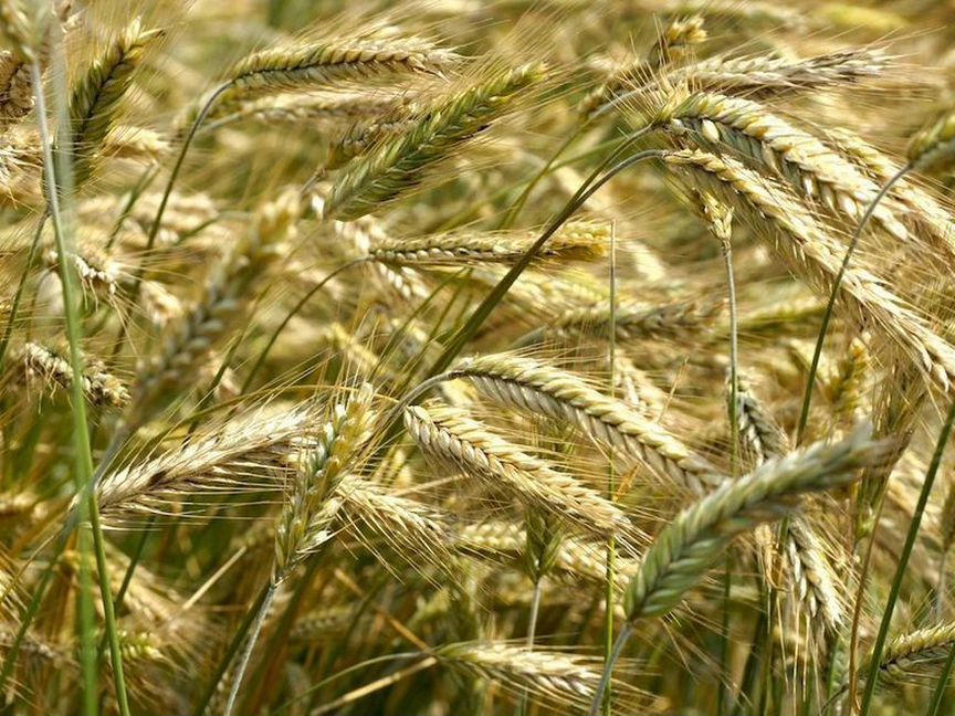 Рожь озимая