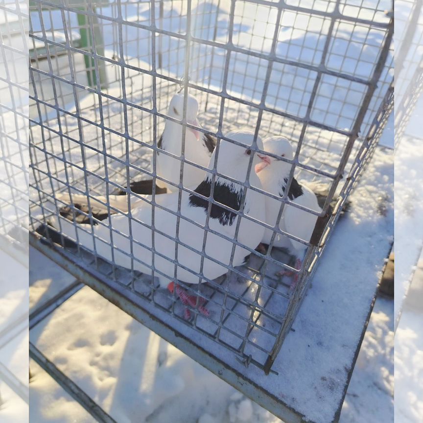 Продажа голубей