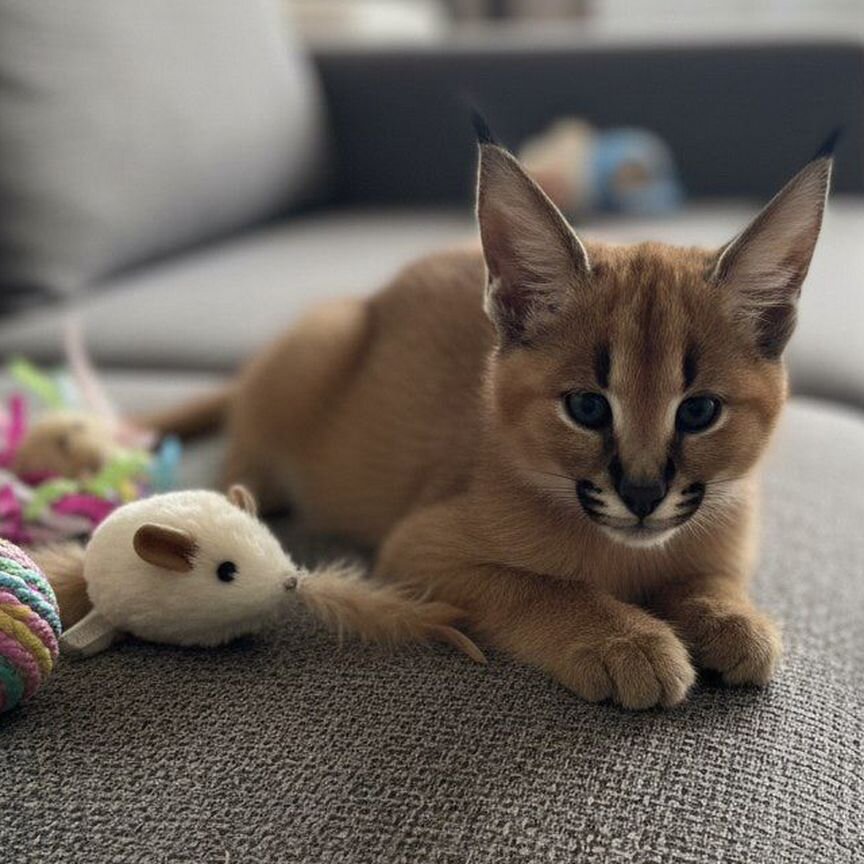 Каракет котёнок