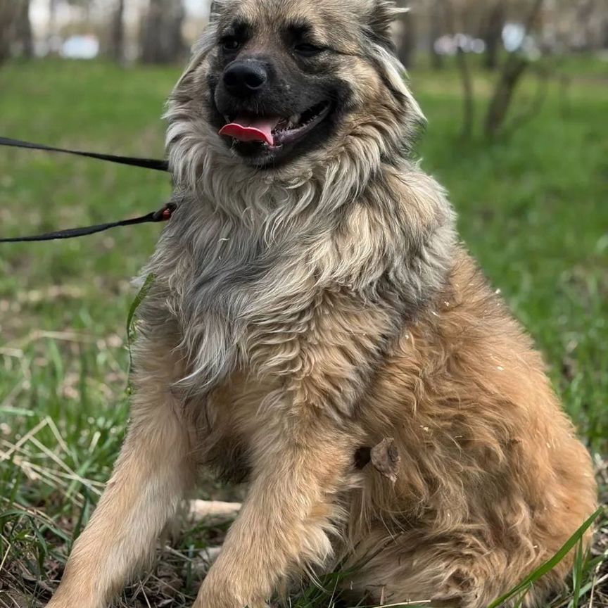 Взрослый пёс в добрые руки