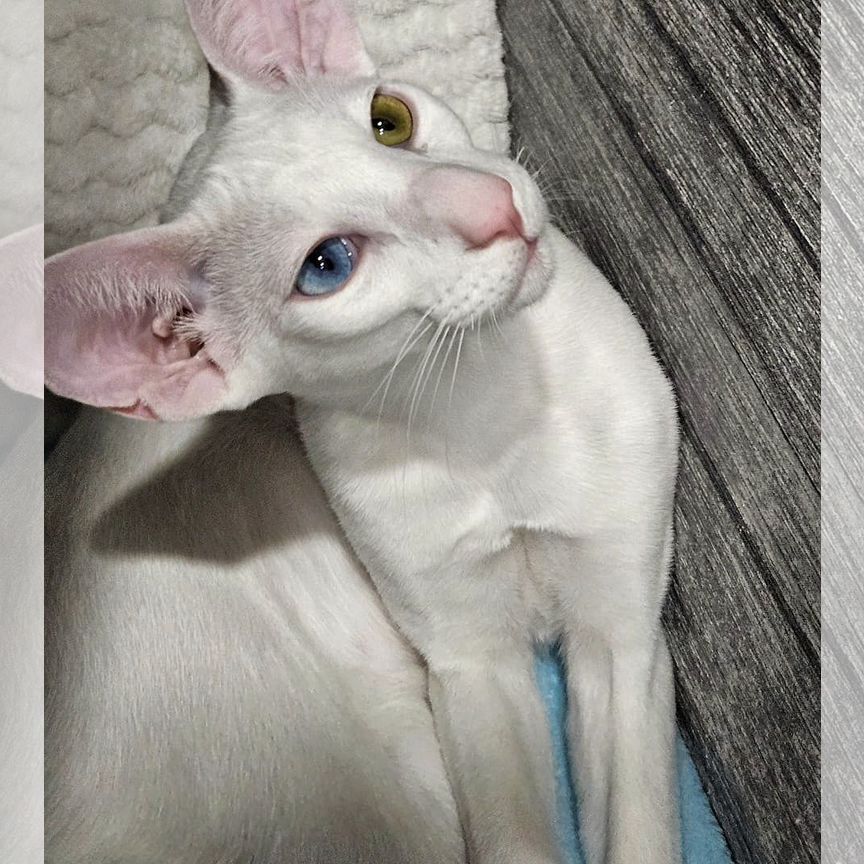 Ориентальный котенок разноглазый