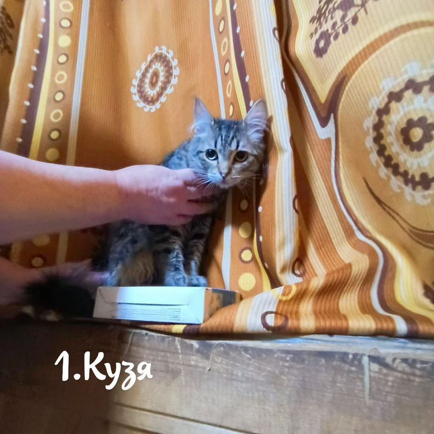 Котята 8 месяцев