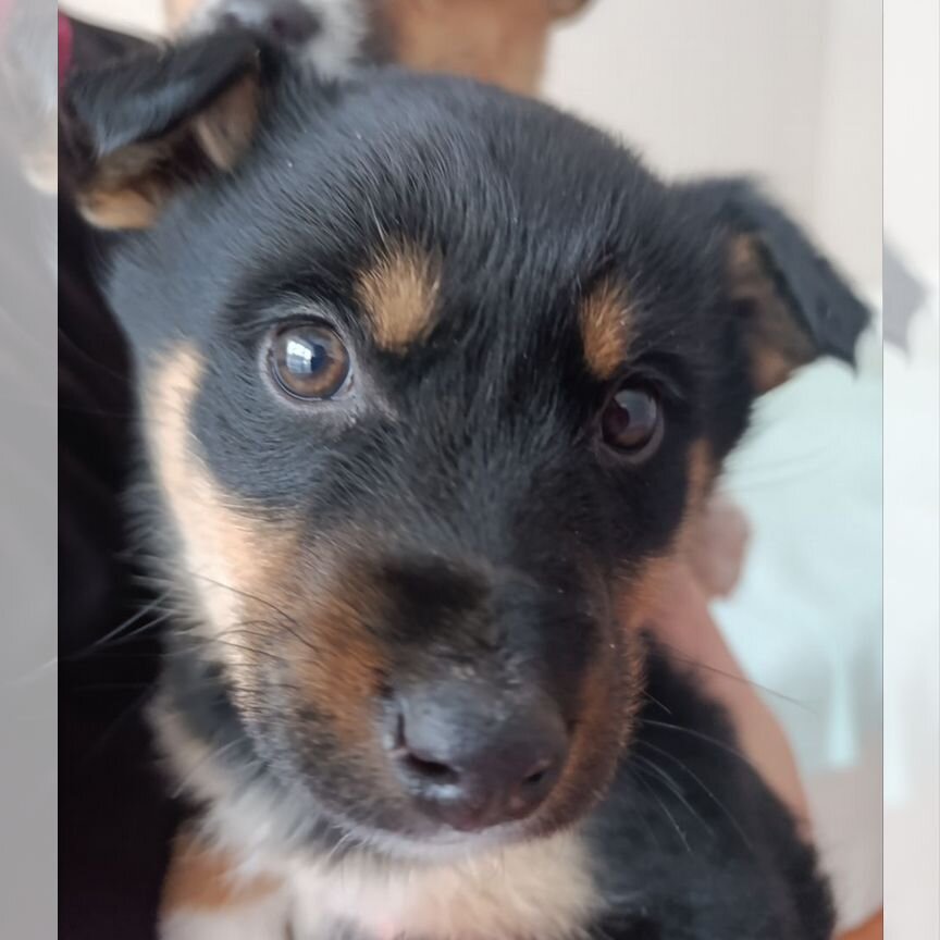 Щенок в добрые руки