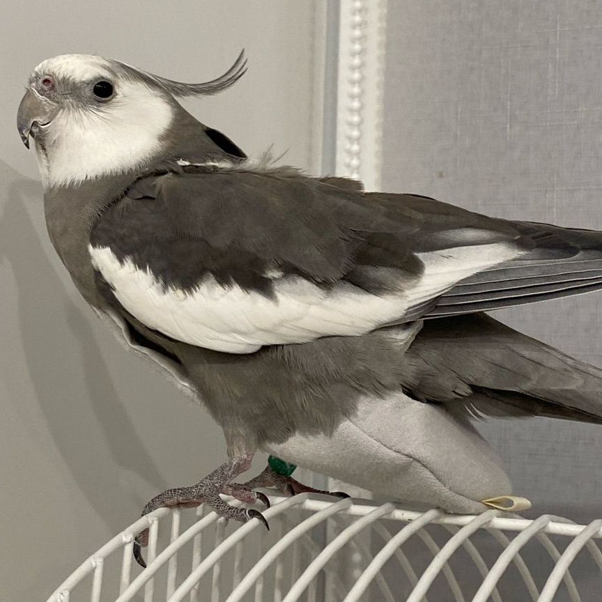 Попугай корелла серый в подгузнике