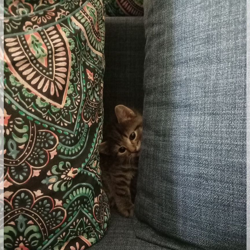 Котёнок в добрые руки