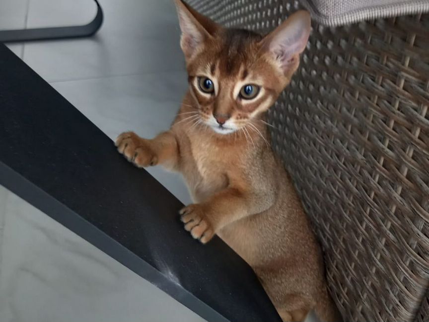 Абиссинская