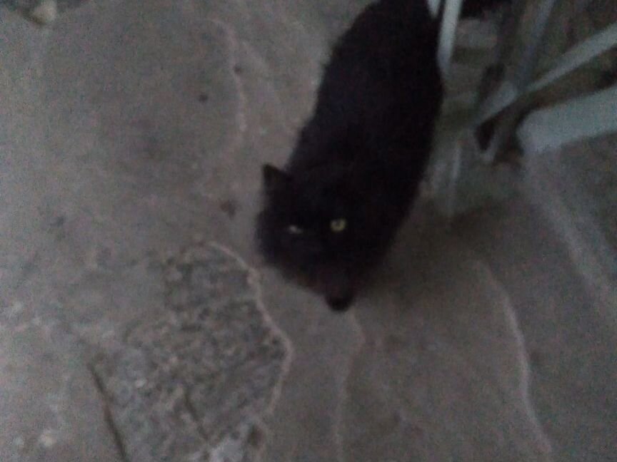 Красивый кот потеряшка