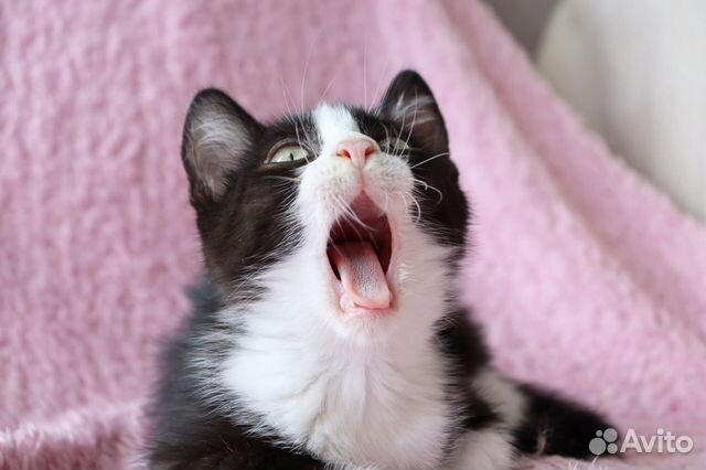 Котенок Павлик ищет дом