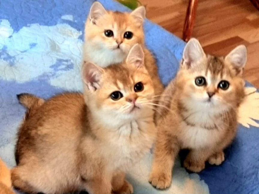 Британские золотые котята