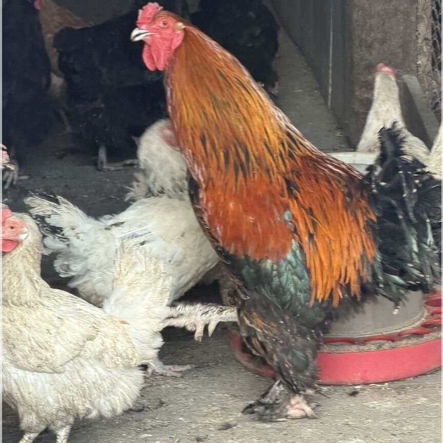 Петух брамма